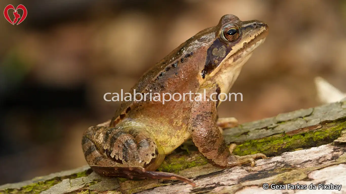 Rane e Rospi della Calabria: le specie della fauna calabrese