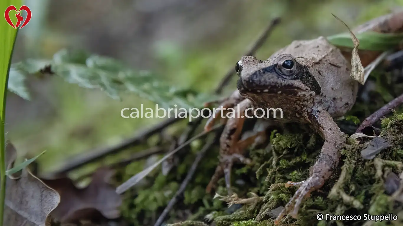 Rane e Rospi della Calabria: le specie della fauna calabrese
