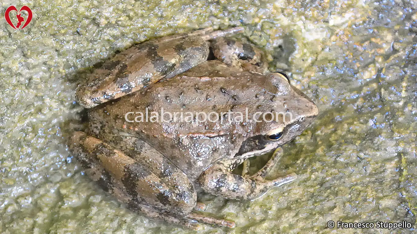 Rane e Rospi della Calabria: le specie della fauna calabrese