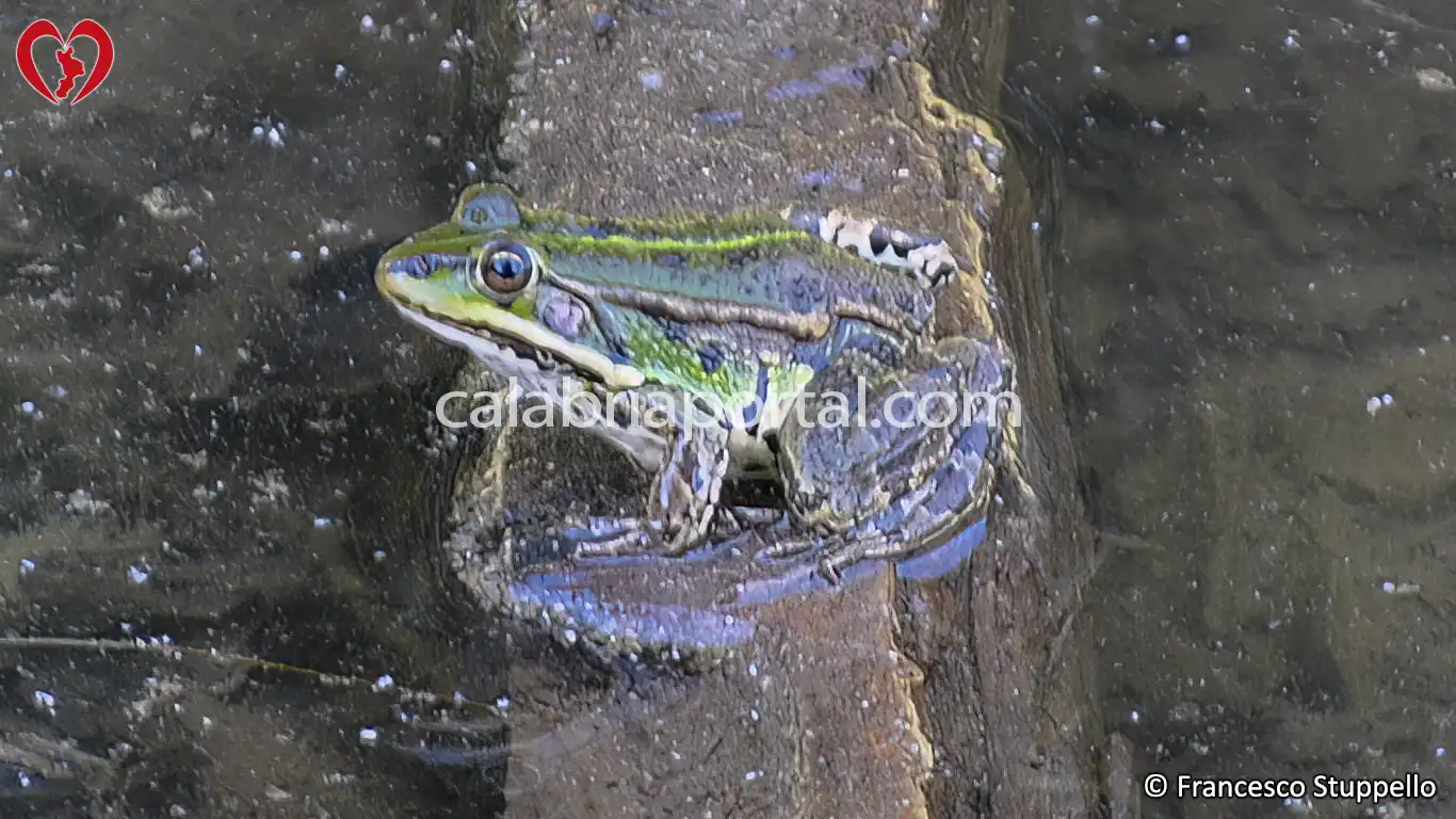 Rane e Rospi della Calabria: le specie della fauna calabrese