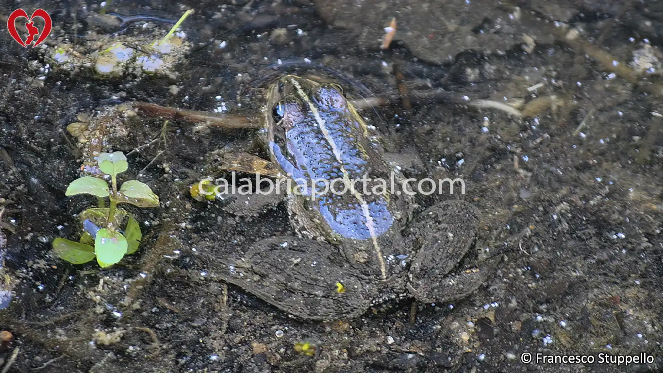 Rane e Rospi della Calabria: le specie della fauna calabrese