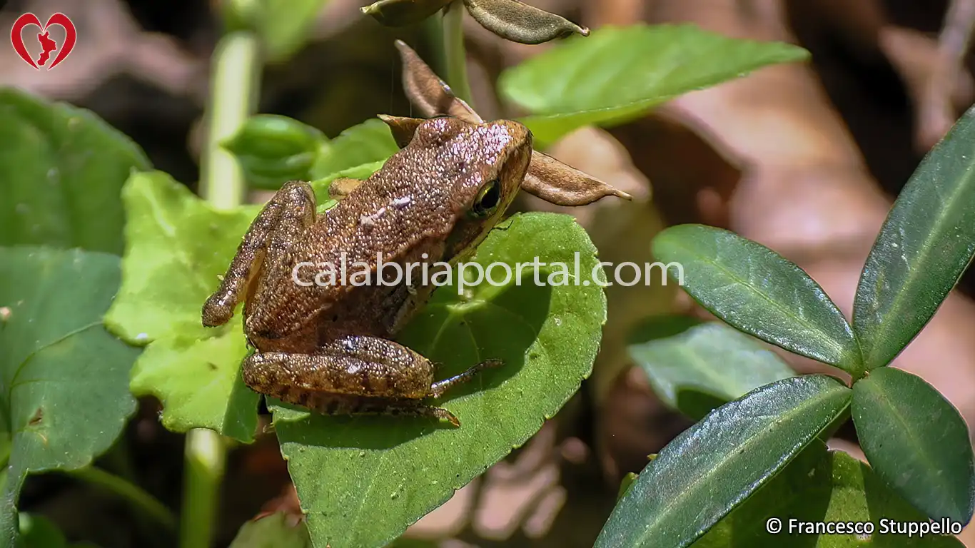 Rane e Rospi della Calabria: le specie della fauna calabrese