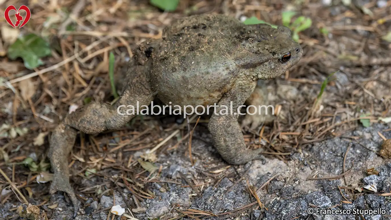 Rane e Rospi della Calabria: le specie della fauna calabrese