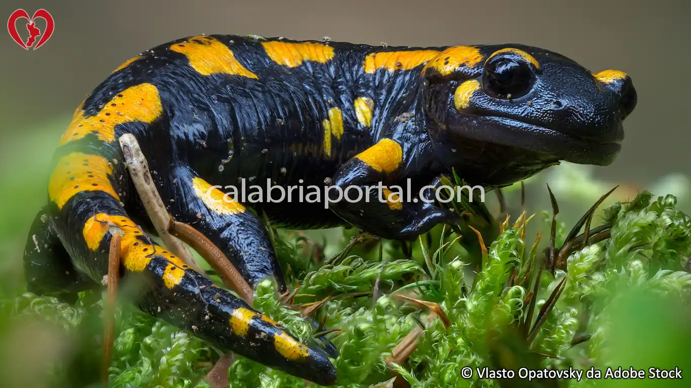 Salamandre e Tritoni (Calabria): specie della fauna calabrese