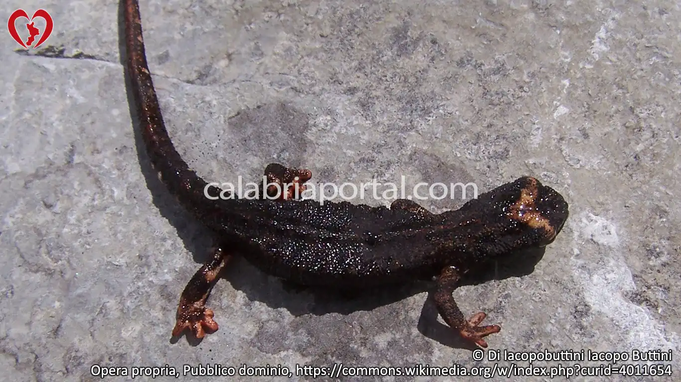 Salamandre e Tritoni (Calabria): specie della fauna calabrese