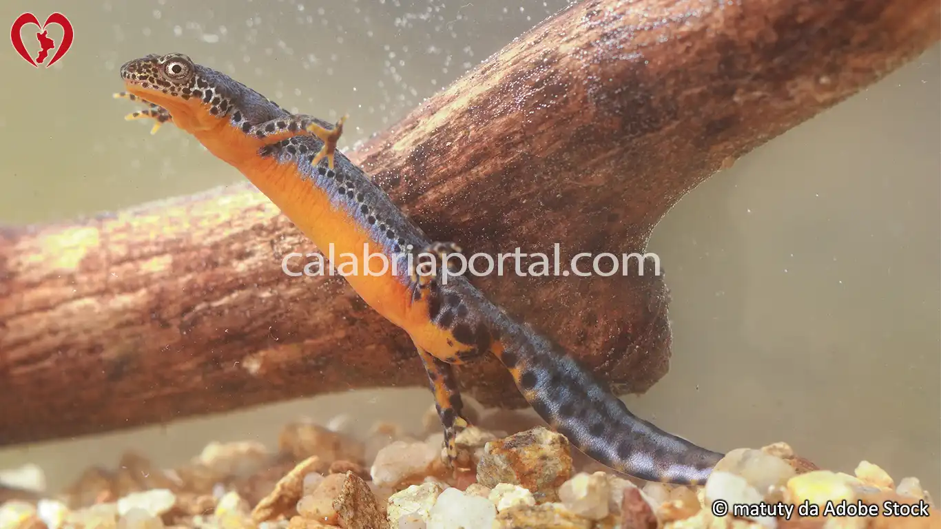 Salamandre e Tritoni (Calabria): specie della fauna calabrese