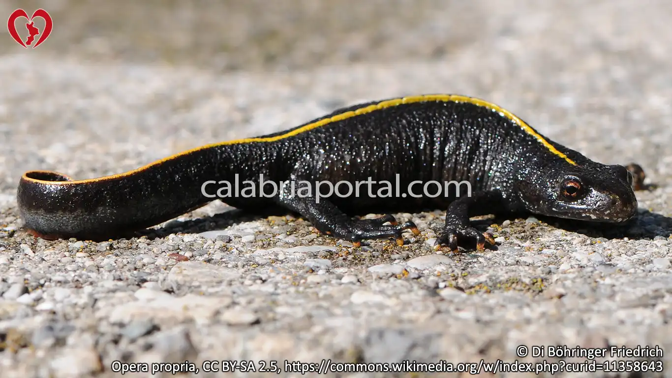 Salamandre e Tritoni (Calabria): specie della fauna calabrese
