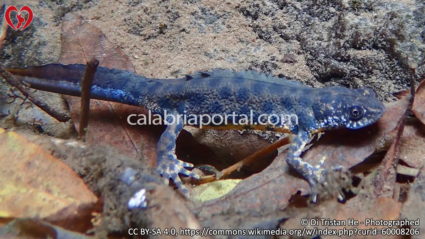 Salamandre e Tritoni (Calabria): specie della fauna calabrese