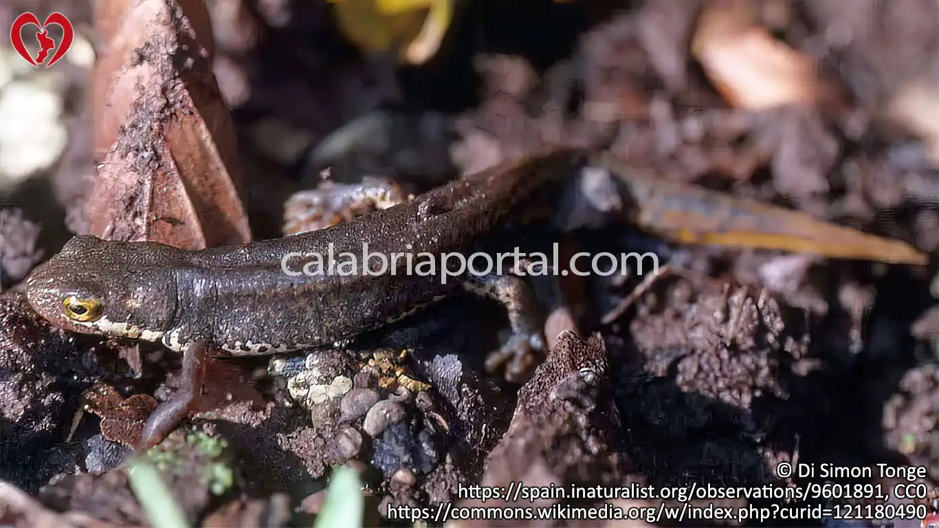 Salamandre e Tritoni (Calabria): specie della fauna calabrese