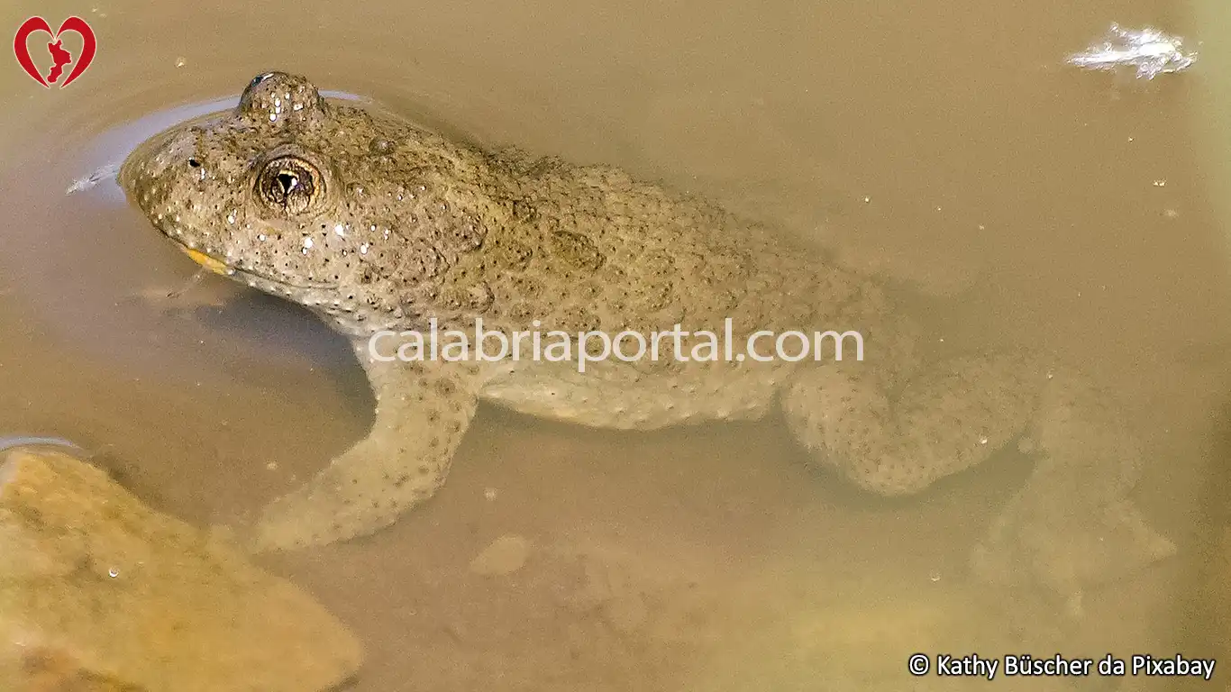 Rane e Rospi della Calabria: le specie della fauna calabrese