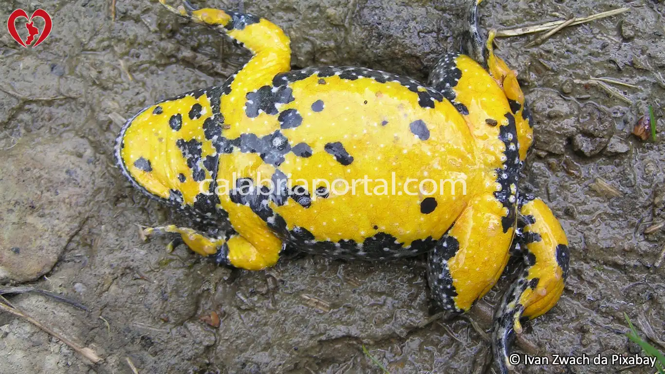 Rane e Rospi della Calabria: le specie della fauna calabrese