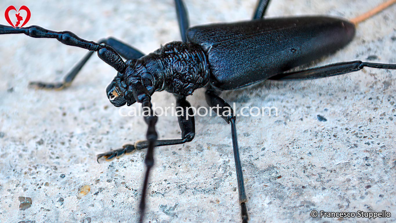 Cerambicidi della Calabria: le specie della fauna calabrese