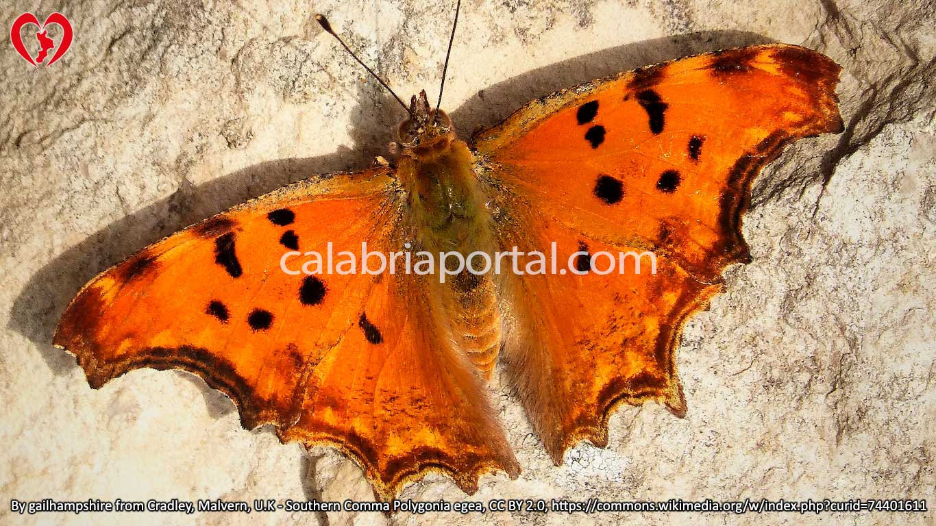 Farfalle Ninfalidi della Calabria: specie della fauna calabrese