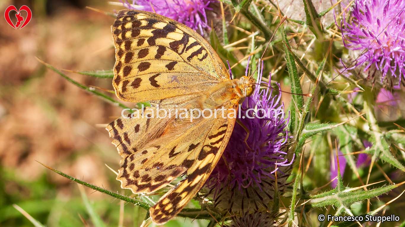 Farfalle Ninfalidi della Calabria: specie della fauna calabrese