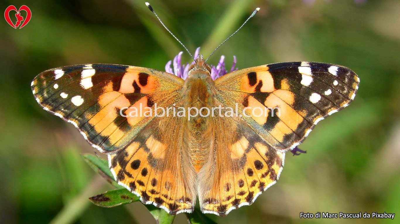 Farfalle Ninfalidi della Calabria: specie della fauna calabrese