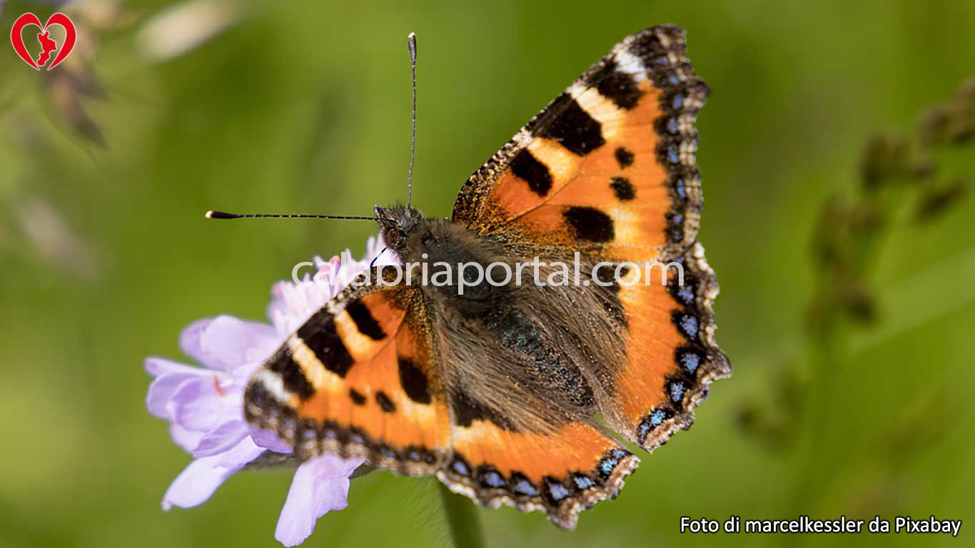 Farfalle Ninfalidi della Calabria: specie della fauna calabrese