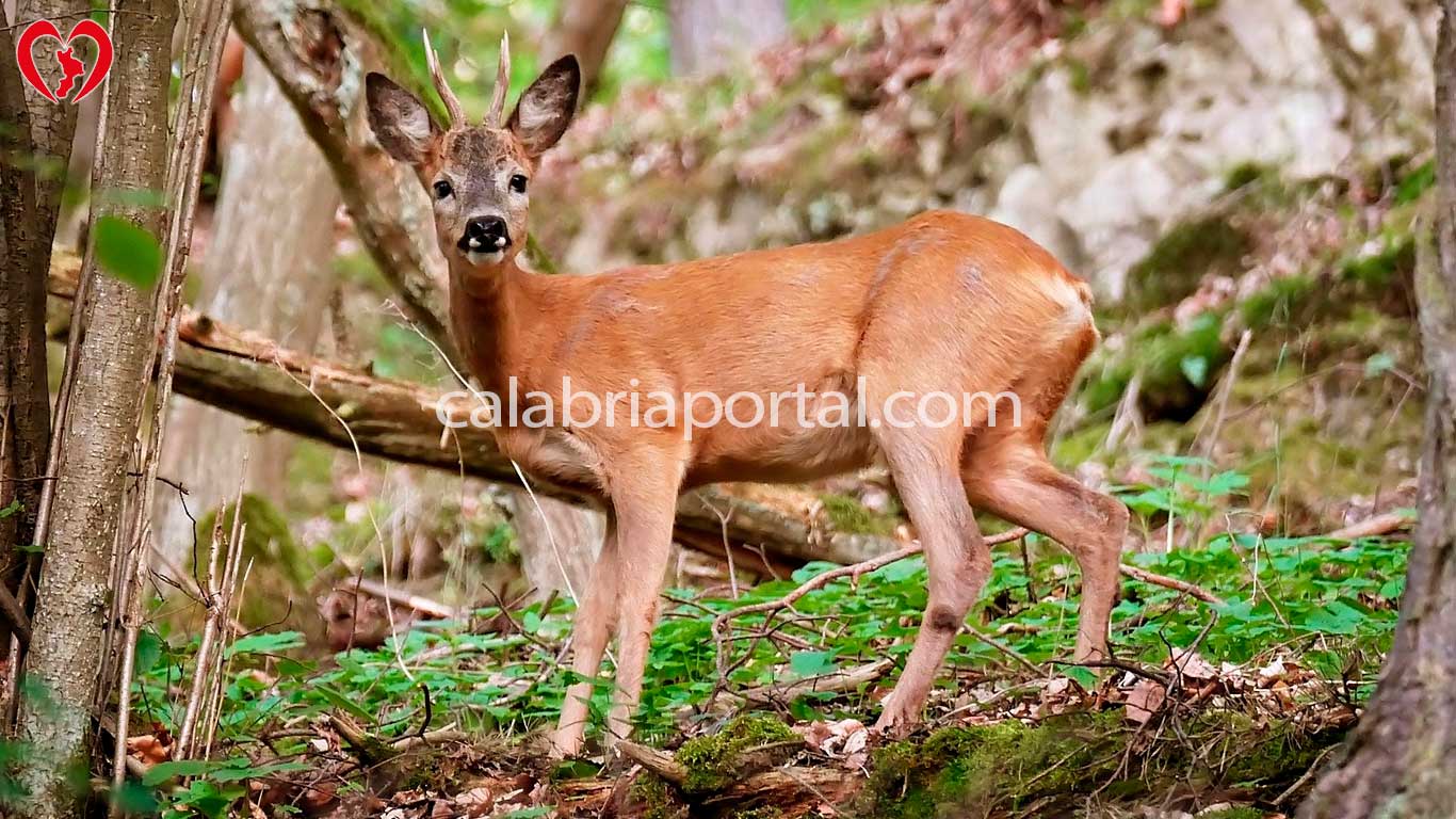 Fauna della Calabria: gli animali selvatici calabresi