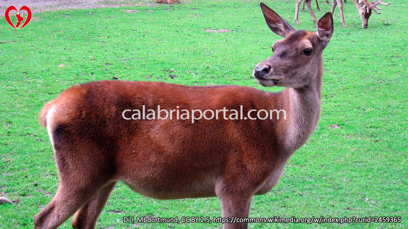 Cervo della Calabria: la specie della fauna calabrese