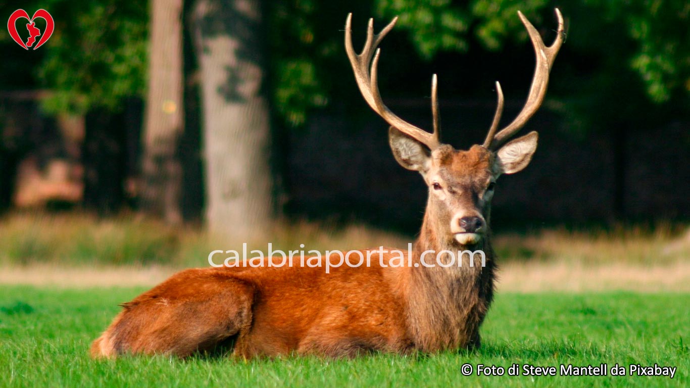 Fauna della Calabria: gli animali selvatici calabresi