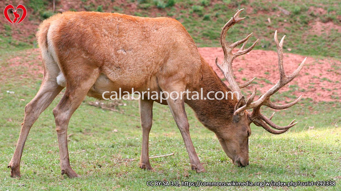 Cervo della Calabria: la specie della fauna calabrese