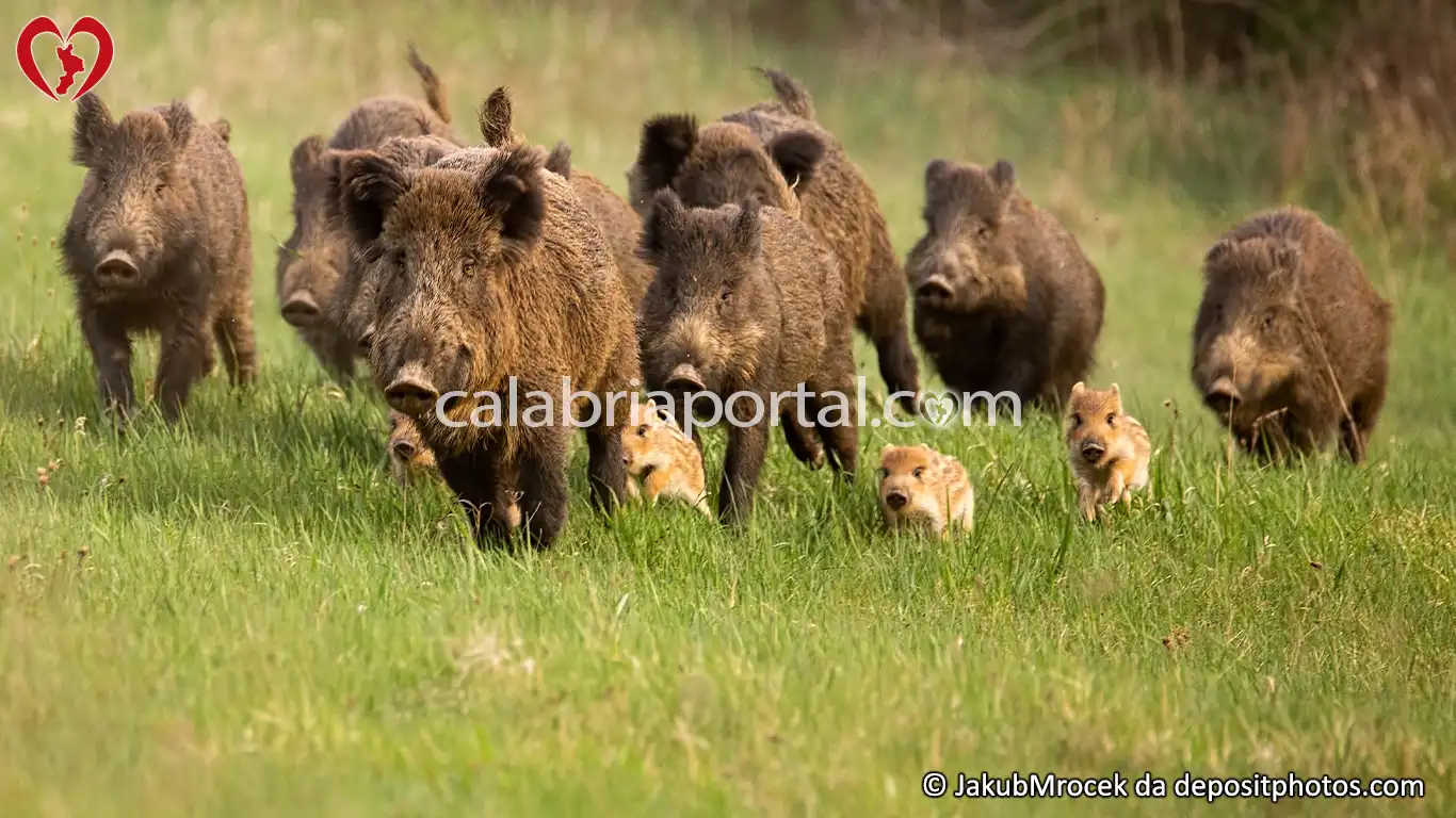 Cinghiale della Calabria: la specie della fauna calabrese