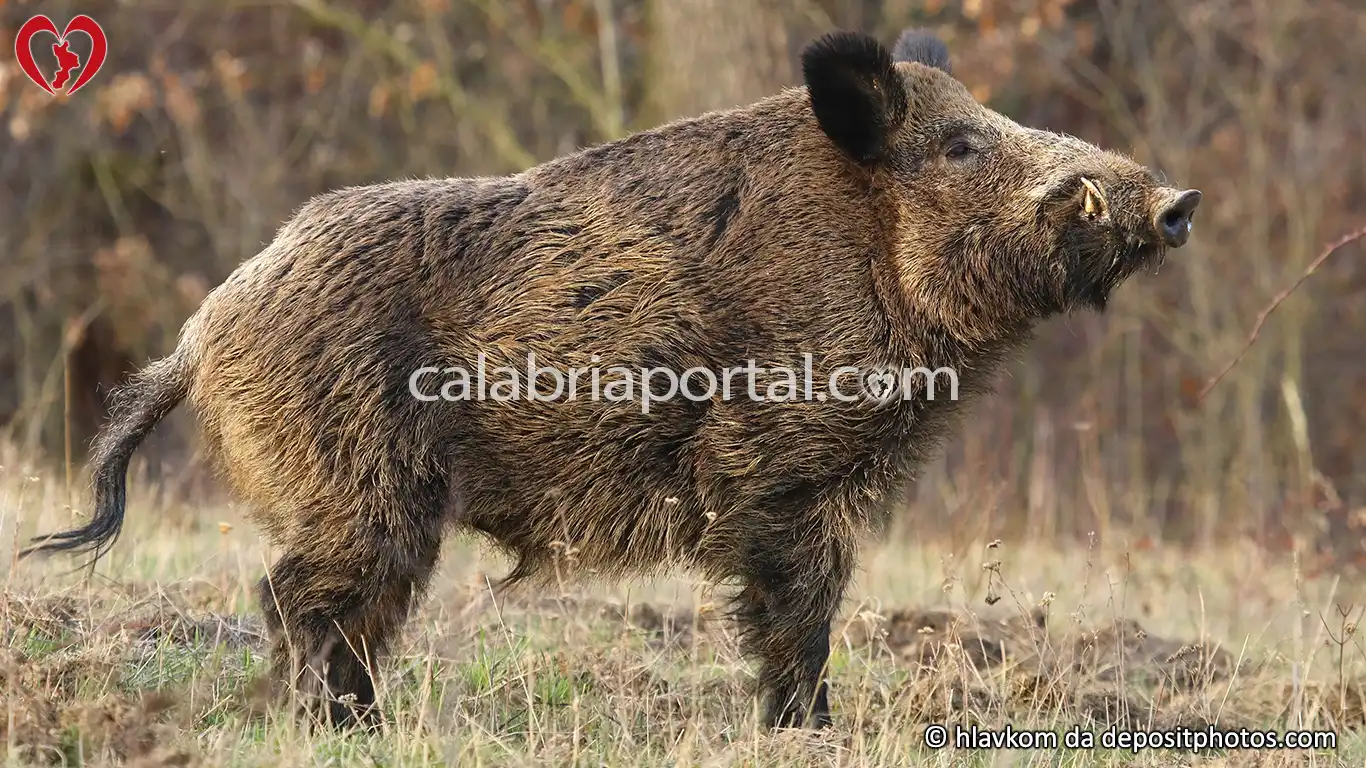 Cinghiale della Calabria: la specie della fauna calabrese