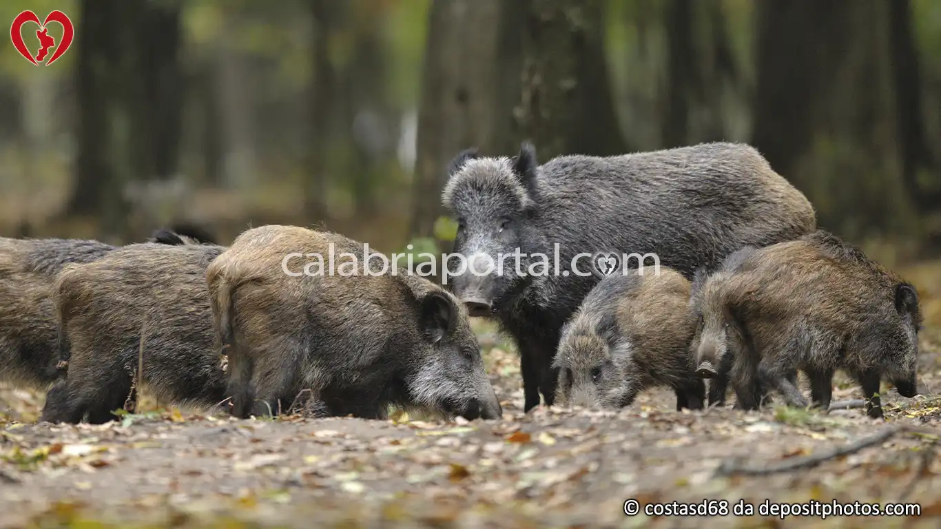 Cinghiale della Calabria: la specie della fauna calabrese