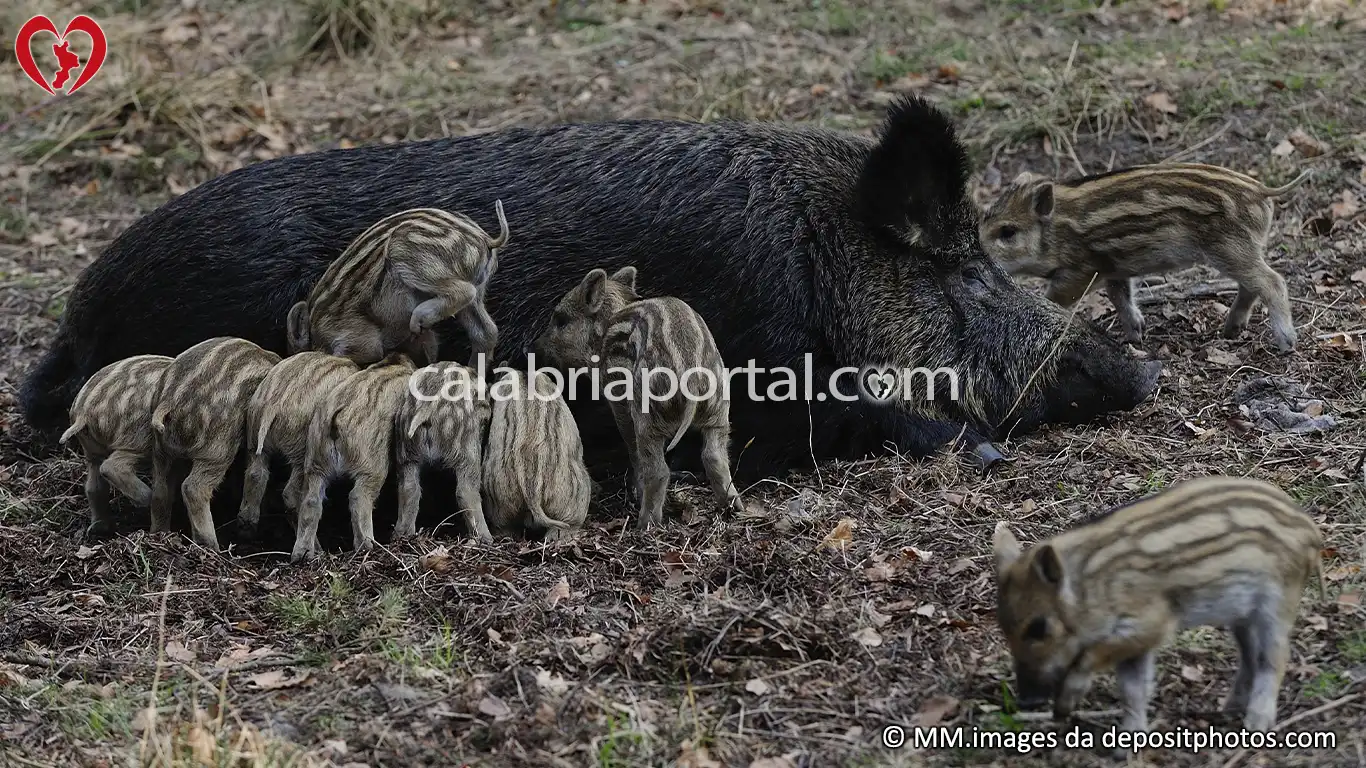 Cinghiale della Calabria: la specie della fauna calabrese
