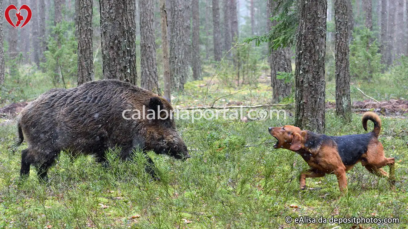 Cinghiale della Calabria: la specie della fauna calabrese