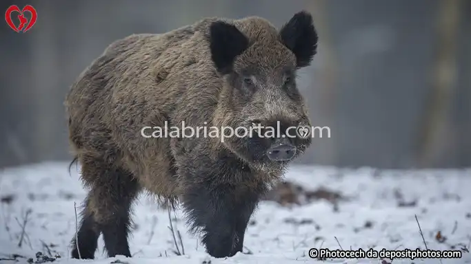 Mammiferi della Calabria: le specie selvatiche calabresi