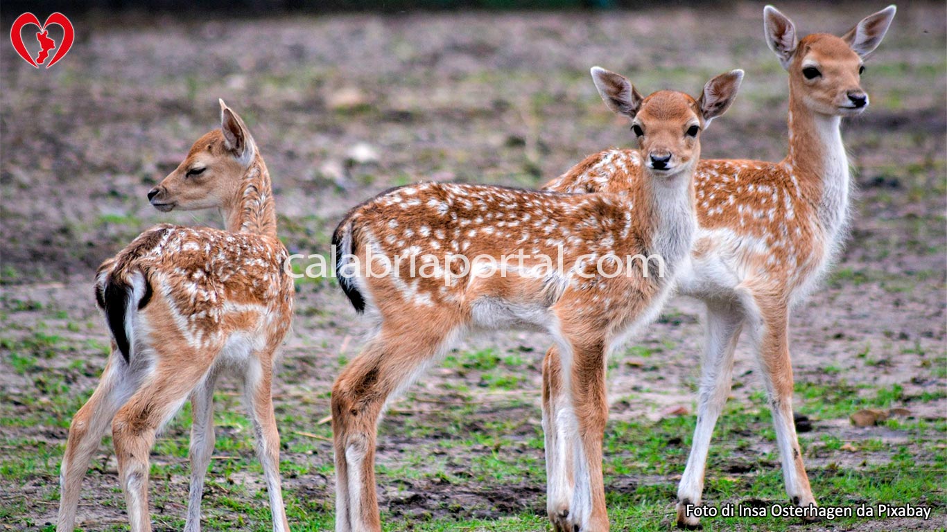 Daino della Calabria: la specie della fauna calabrese