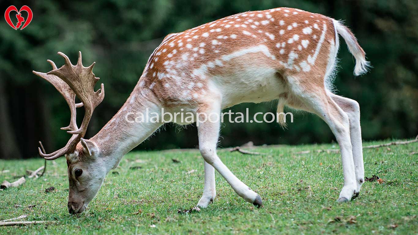 Fauna della Calabria | Animali Selvatici Calabresi - Mammiferi, Insetti ...
