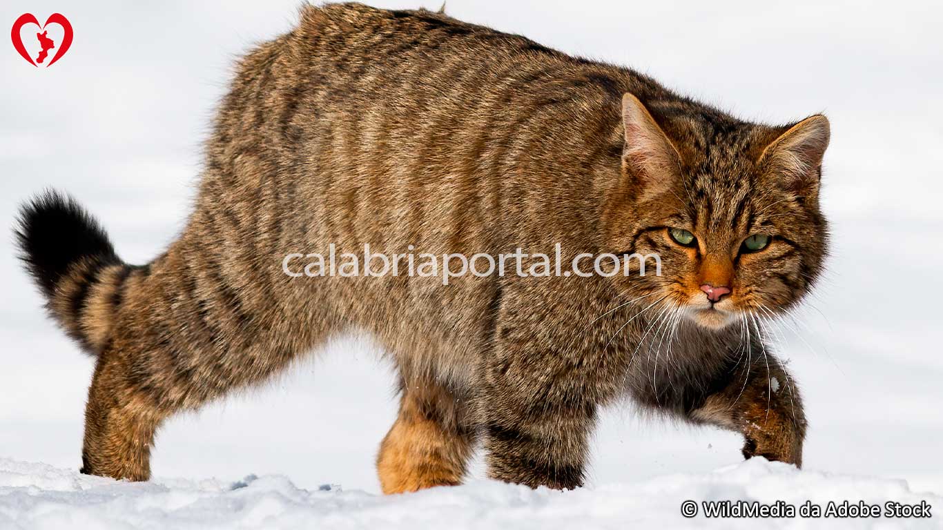 Gatto Selvatico della Calabria: la specie della fauna calabrese