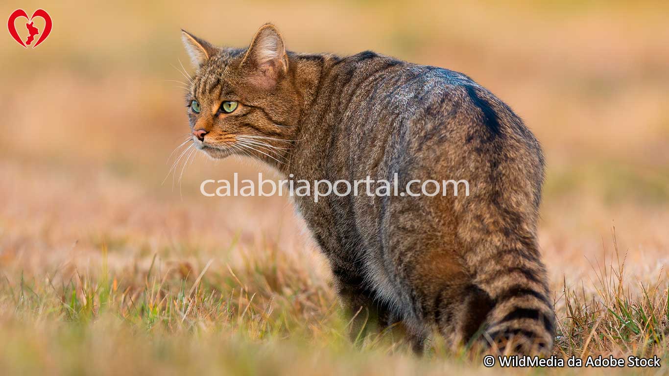 Gatto Selvatico della Calabria: la specie della fauna calabrese