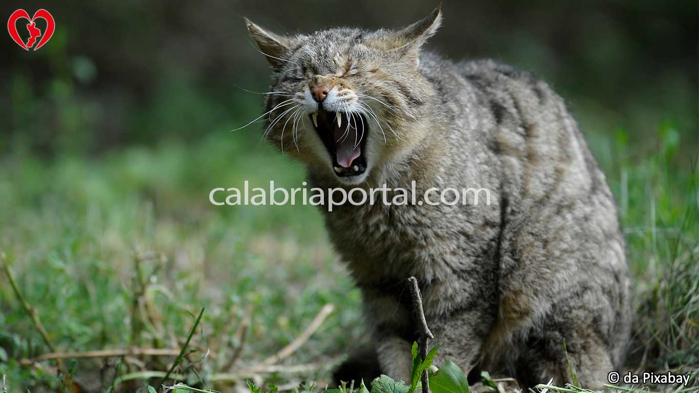 Gatto Selvatico della Calabria: la specie della fauna calabrese