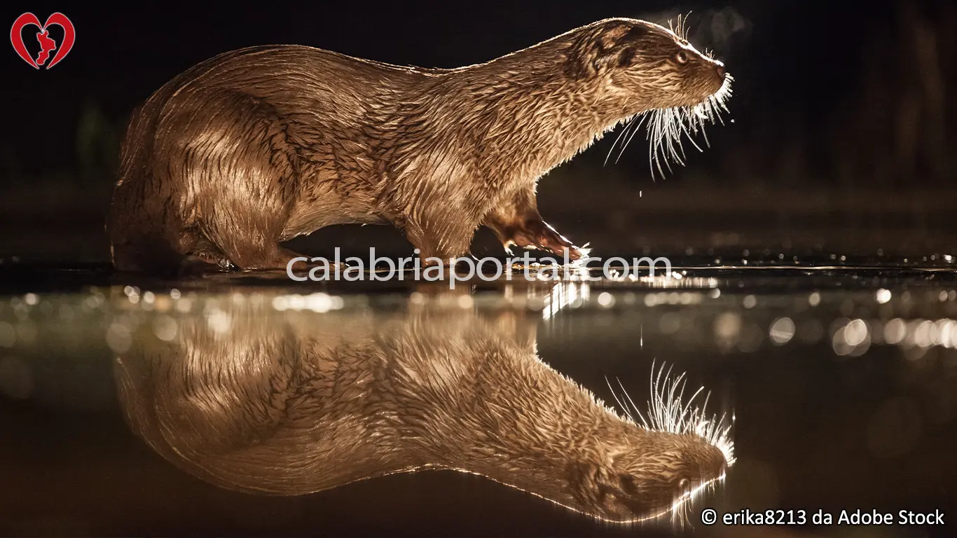 Lontra della Calabria: la specie della fauna calabrese