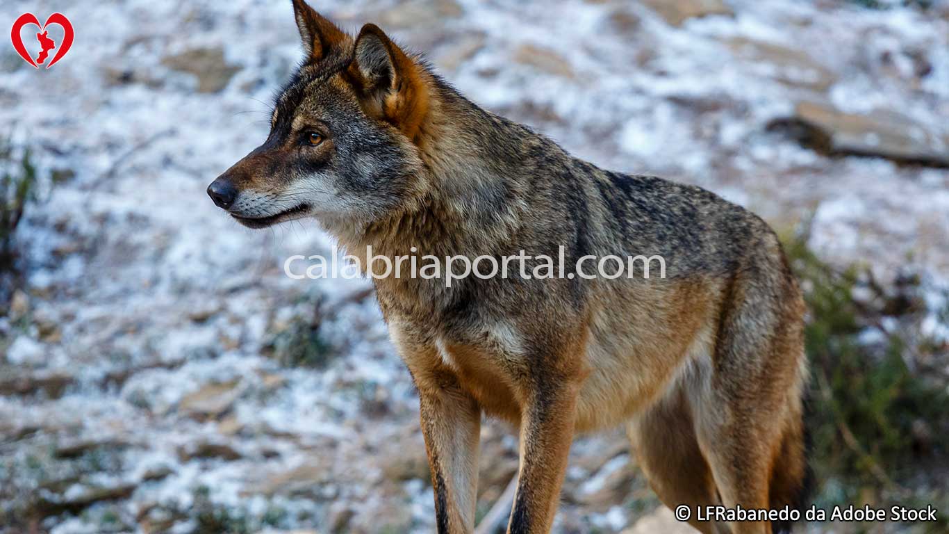 Lupo della Calabria: la specie della fauna calabrese