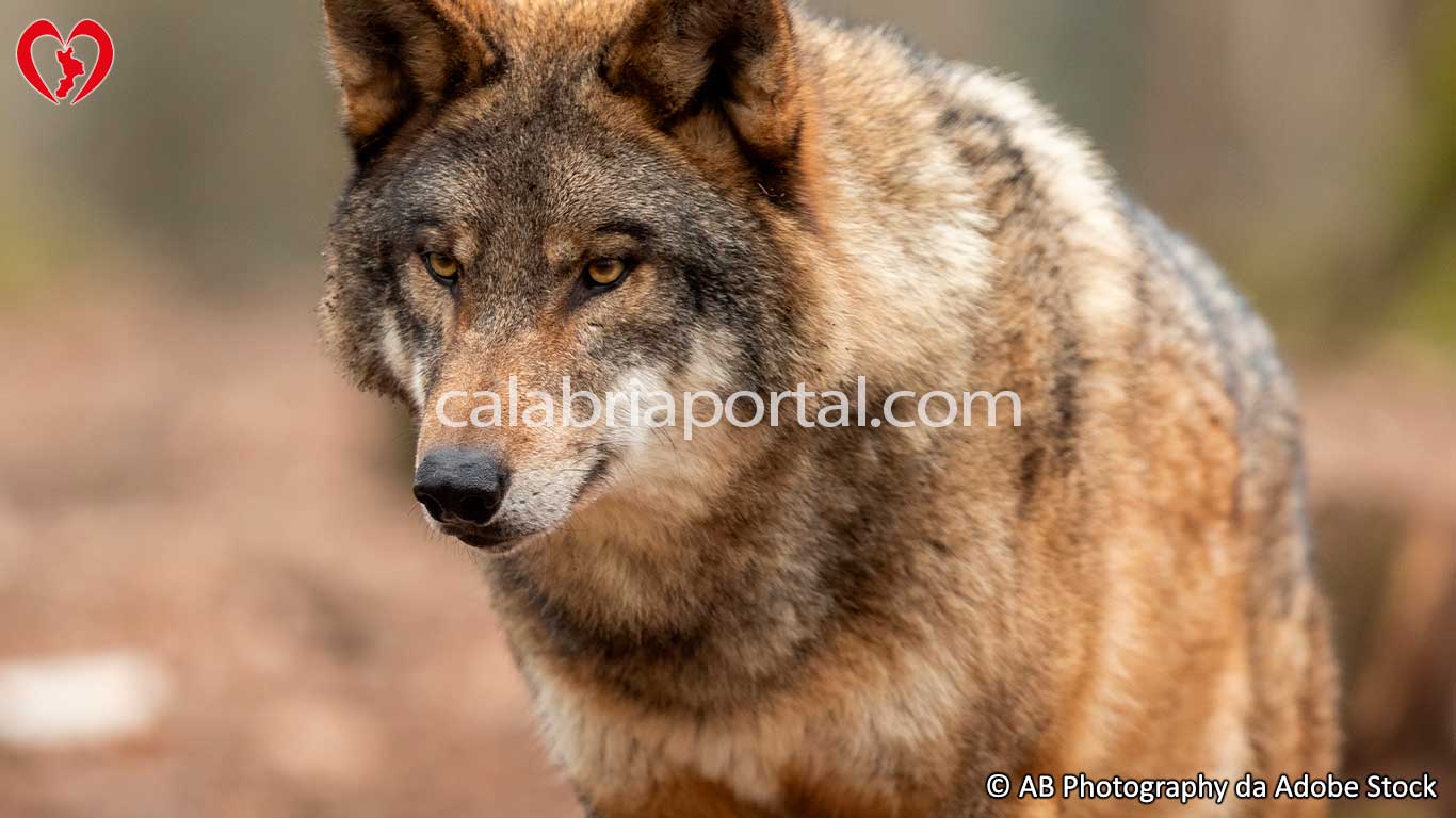 Lupo della Calabria: la specie della fauna calabrese