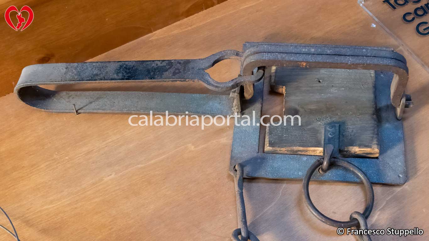 Lupo della Calabria: la specie della fauna calabrese