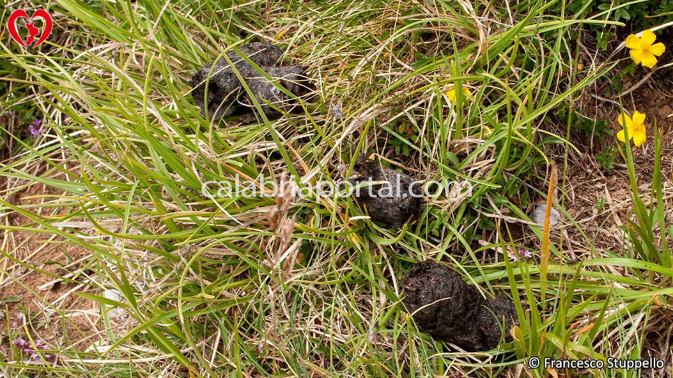 Lupo della Calabria: la specie della fauna calabrese