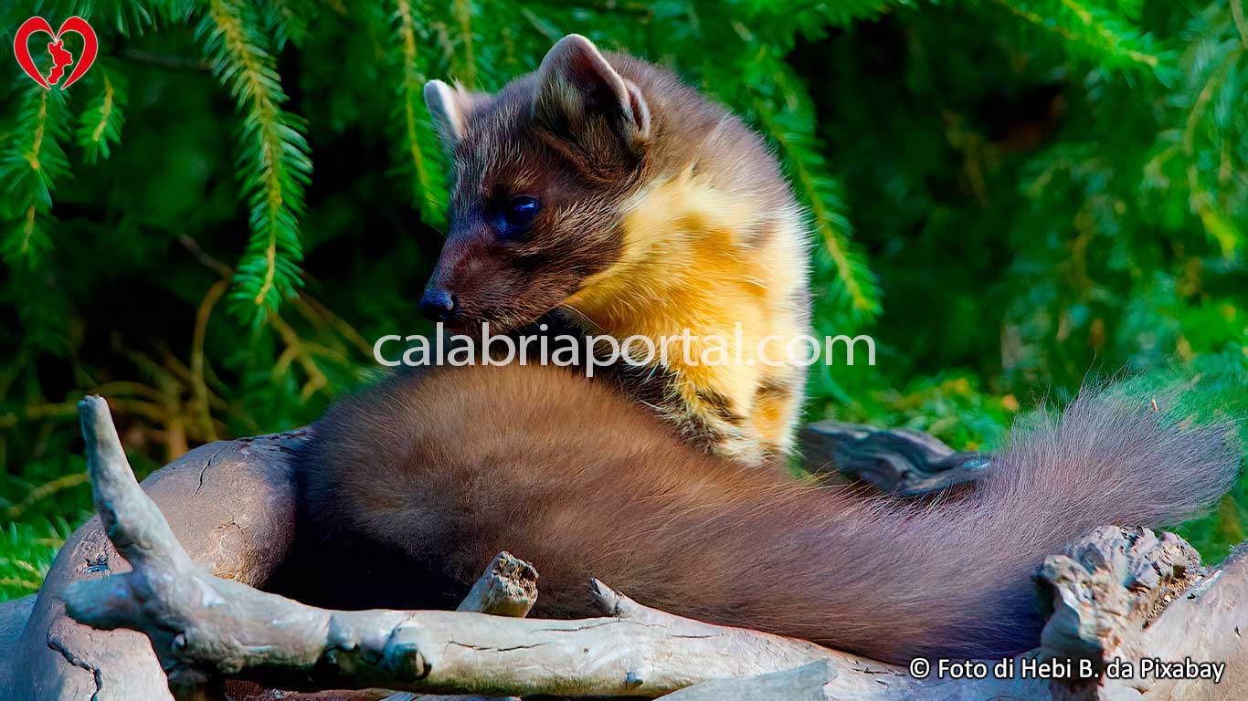 Mustelidi in Calabria: puzzole, faine, tassi, martore, donnole