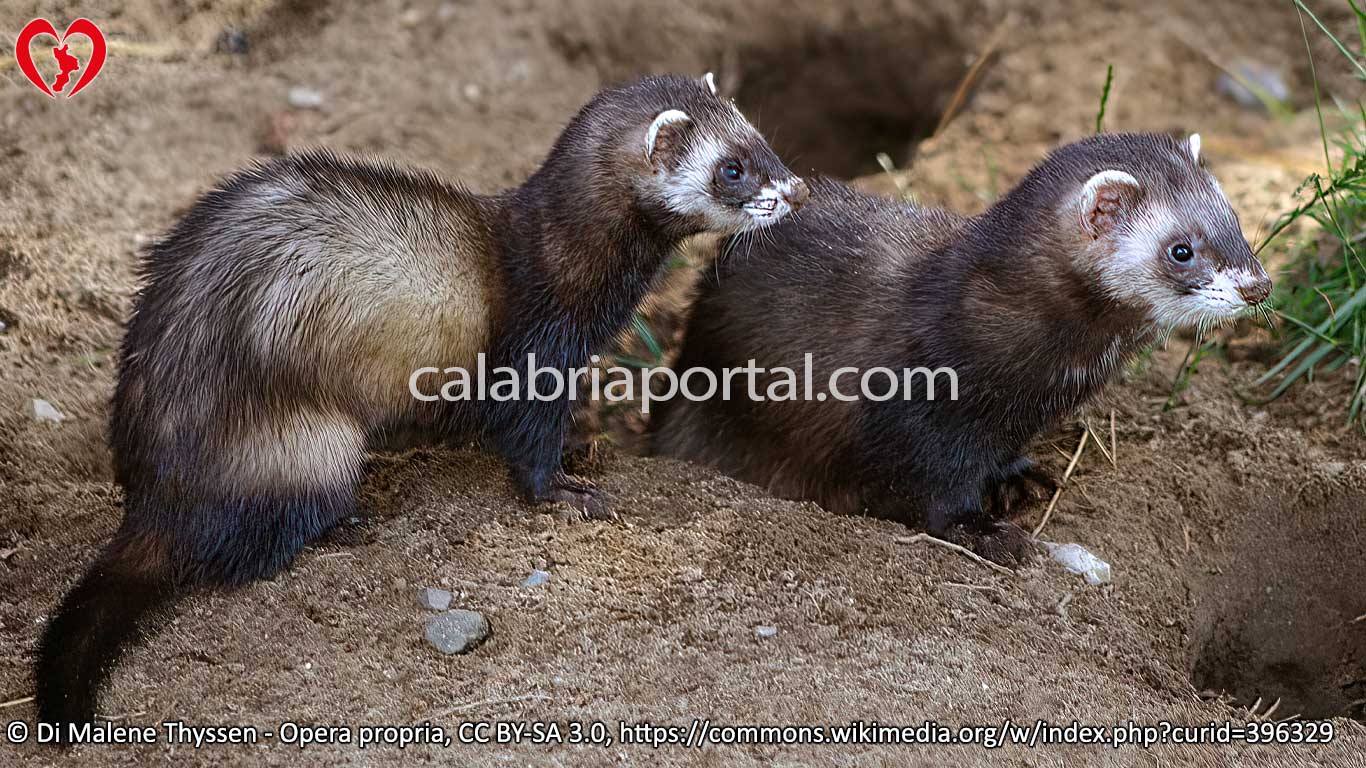 Mustelidi in Calabria: puzzole, faine, tassi, martore, donnole