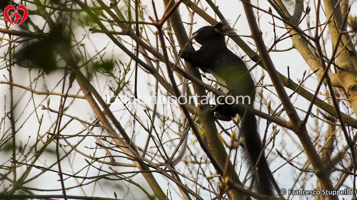 Scoiattolo Nero della Calabria: la specie della fauna calabrese