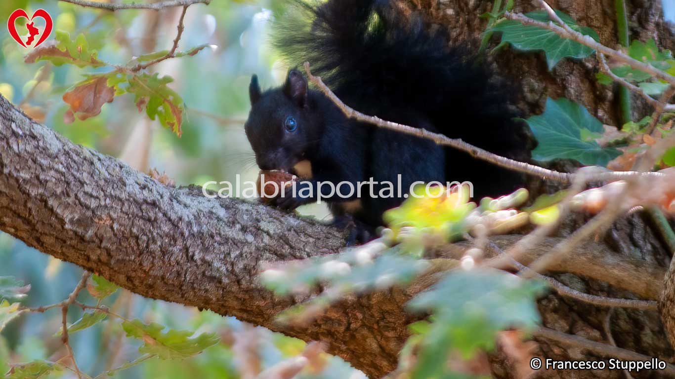 Scoiattolo Nero della Calabria: la specie della fauna calabrese