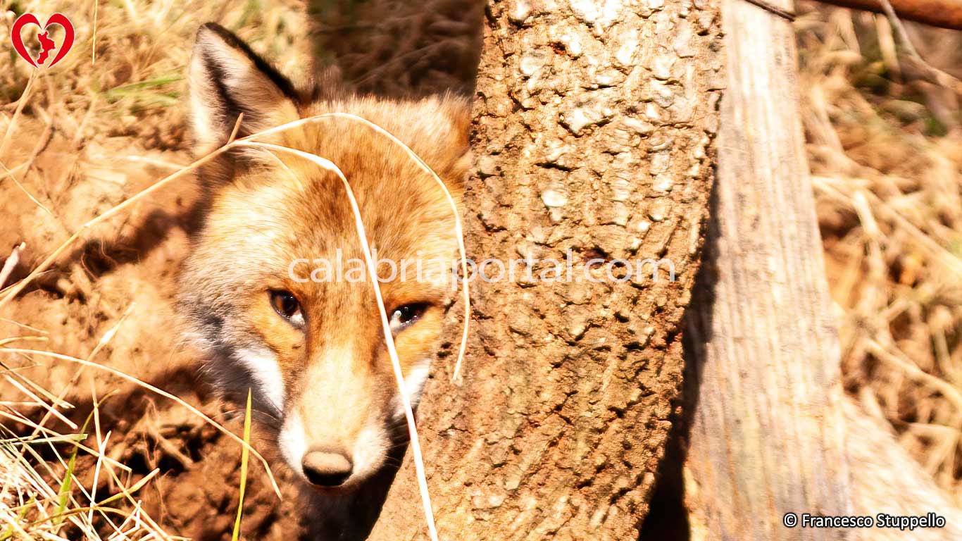 Volpe della Calabria: la specie della fauna calabrese