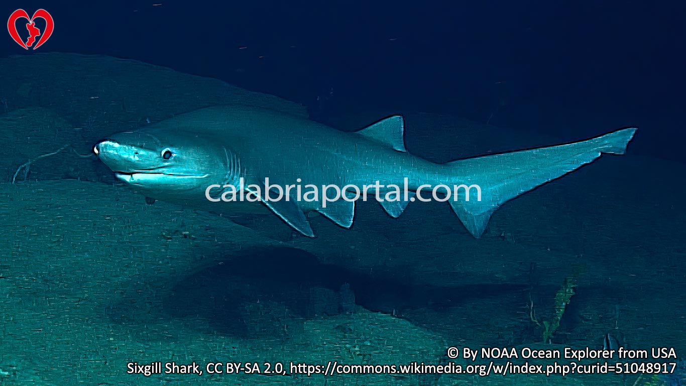 Squali della Calabria: le specie presenti nei mari calabresi