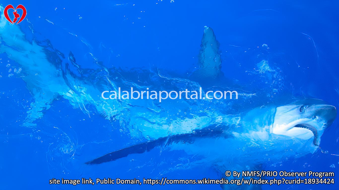 Squali della Calabria: le specie presenti nei mari calabresi