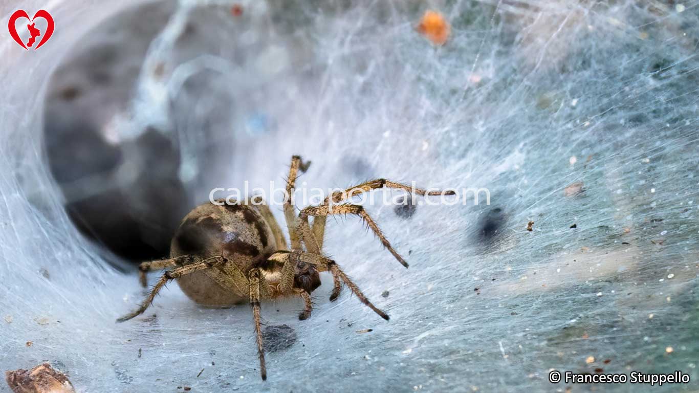Ragni della Calabria: le specie della fauna calabrese