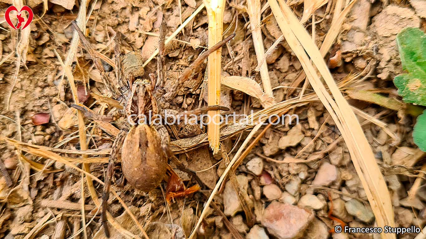 Ragni della Calabria: le specie della fauna calabrese