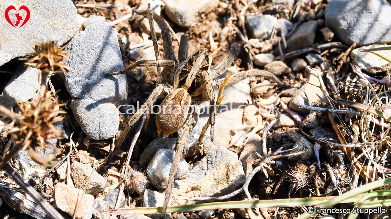 Ragni della Calabria: le specie della fauna calabrese